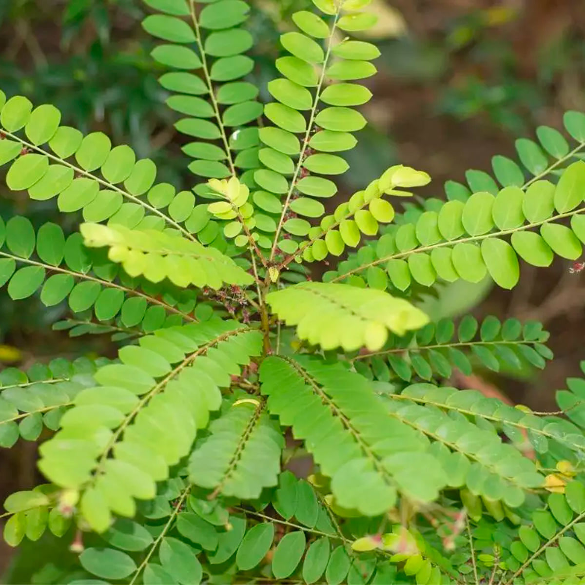 Kit 4 Pct Chá De Quebra Pedra - Phyllanthus Niruri L. - 100g - Carrefour