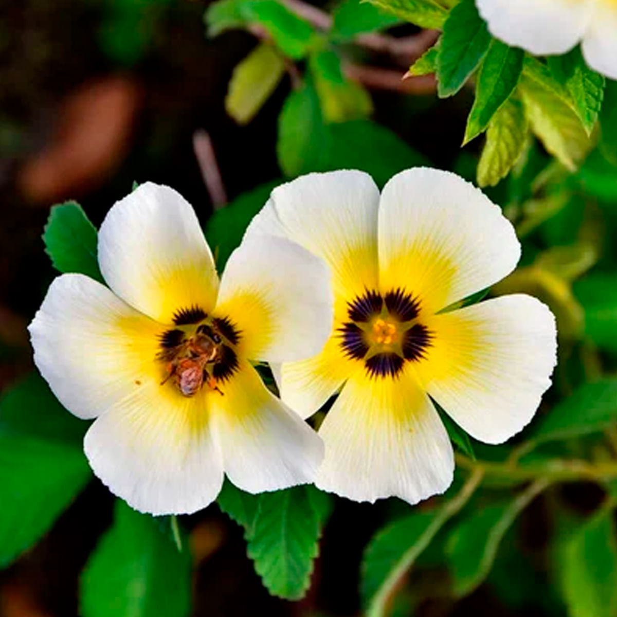 Kit 2 Pct Chá De Chanana - Turnera Subulata Sm. - 50g - Carrefour