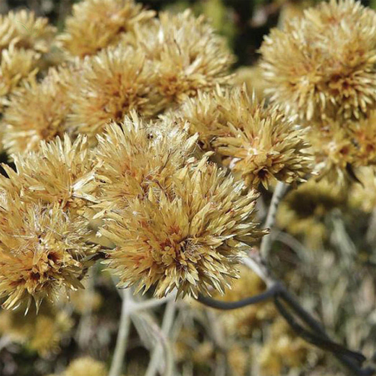 Chá De Macela - Flor - Achyrocline Satureoides D.c - 50g - Carrefour