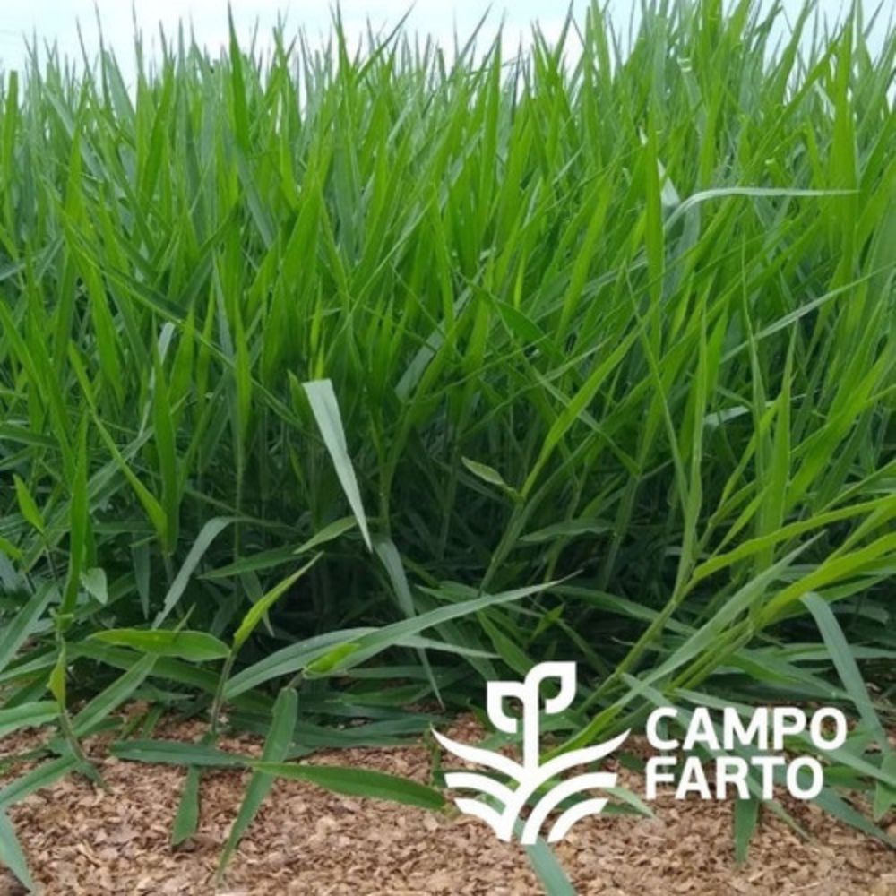 Semente Brachiaria Decumbens Incrustada Matsuda 20kg - Carrefour