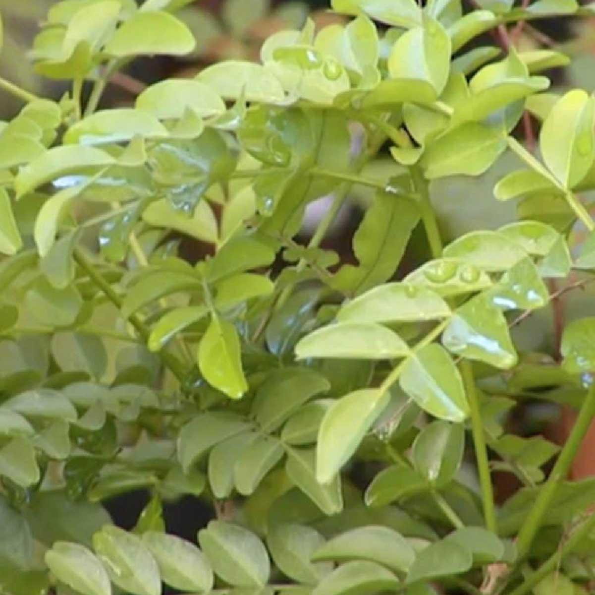 Chá De Jaborandi - Pilocarpus Microphyllus Staf - 100g - Carrefour