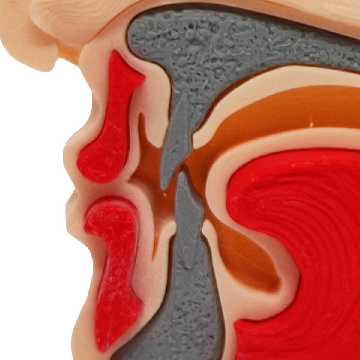 Anatomia Nasal Modelo 3d Otorrino Garganta Epiglote Concha - Carrefour