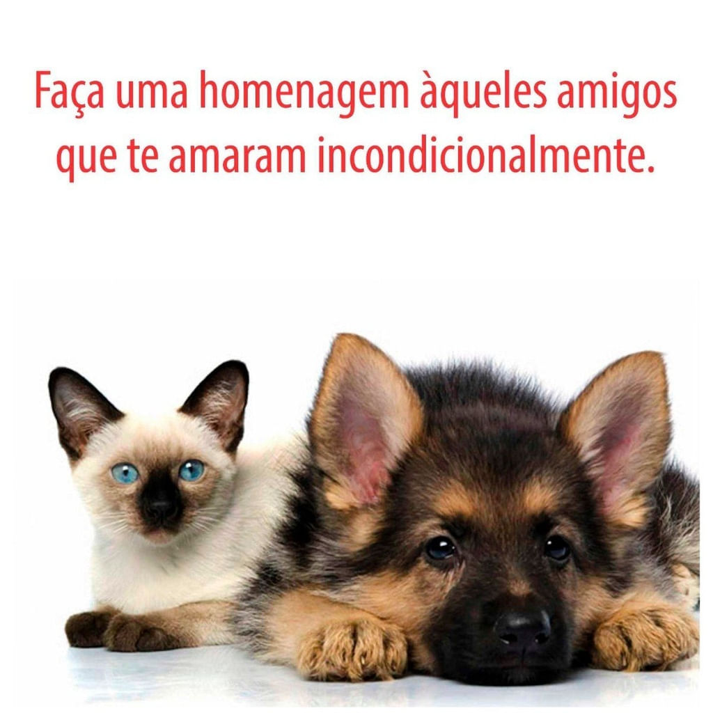 Faça uma homenagem àqueles amigos que te amaram incondicionalmente ...