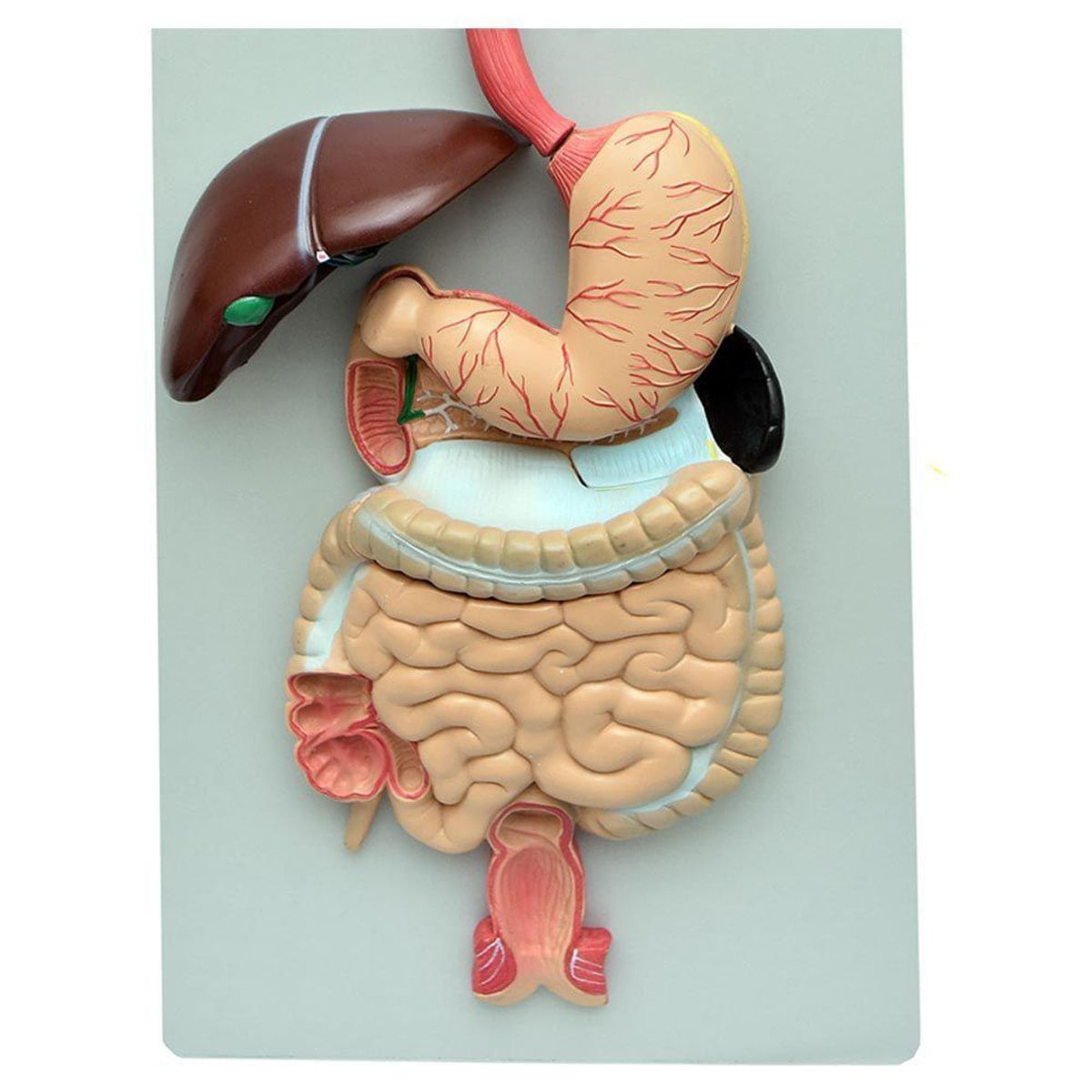 Sistema Digestório em 3 Partes Modelo Anatomia - Carrefour - Carrefour