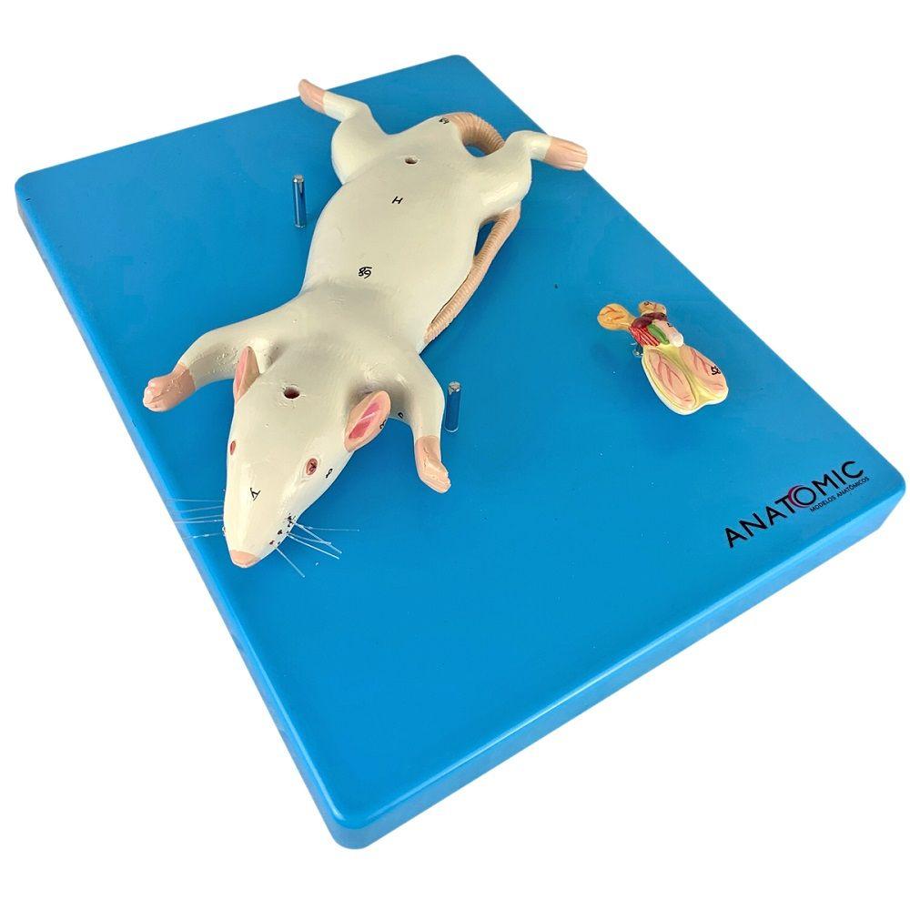 Anatomia Do Rato, Em Placa - Carrefour